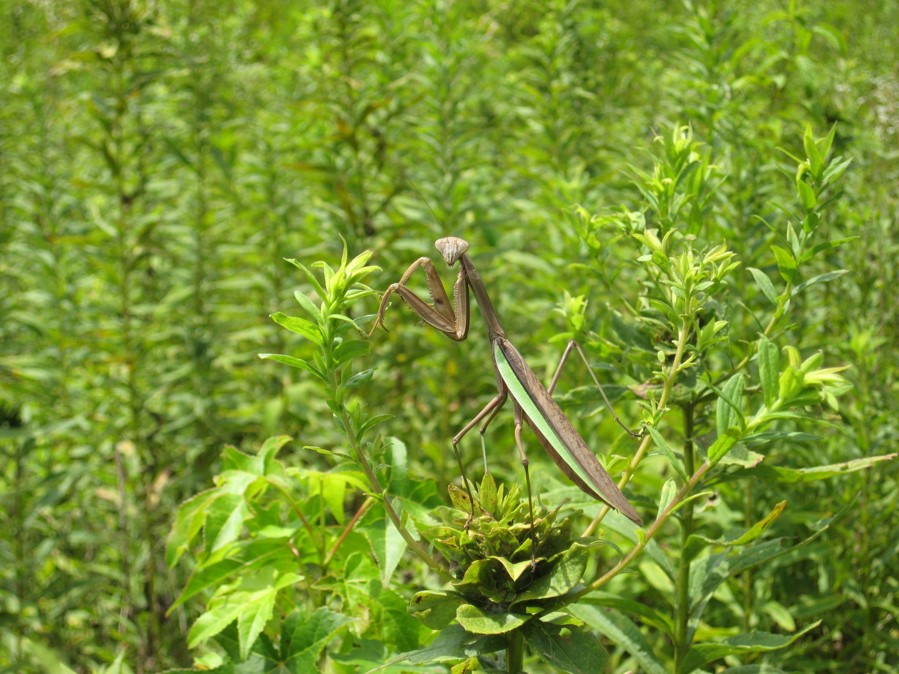 The Insect Ecology Lab @ Kansas State University – Plant-insect ...