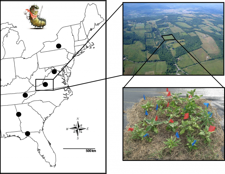 Research – The Insect Ecology Lab @ Kansas State University