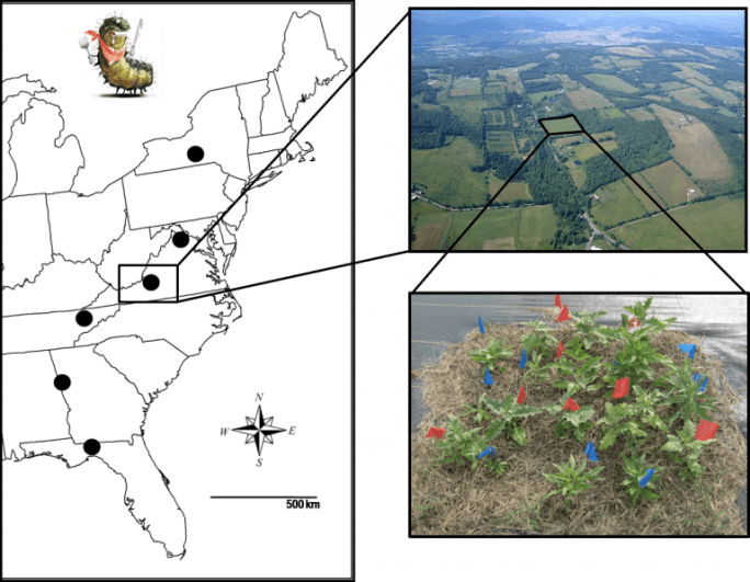 Research – The Insect Ecology Lab @ Kansas State University
