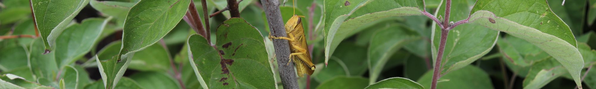 The Insect Ecology Lab @ Kansas State University – Plant-insect ...