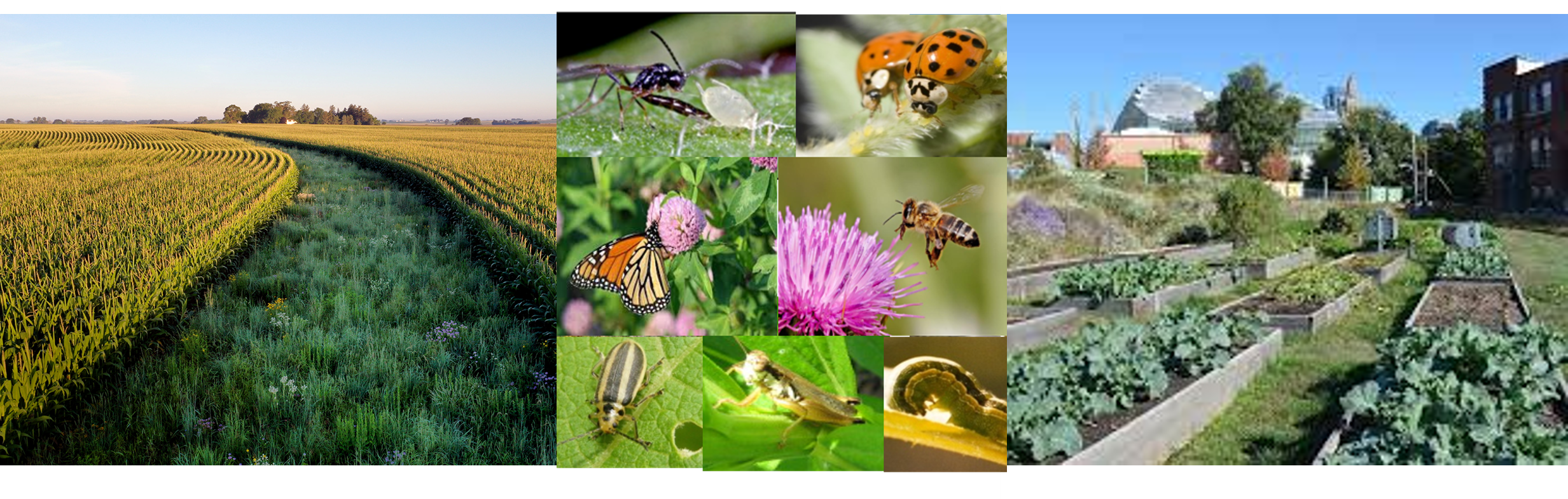 Research – The Insect Ecology Lab @ Kansas State University
